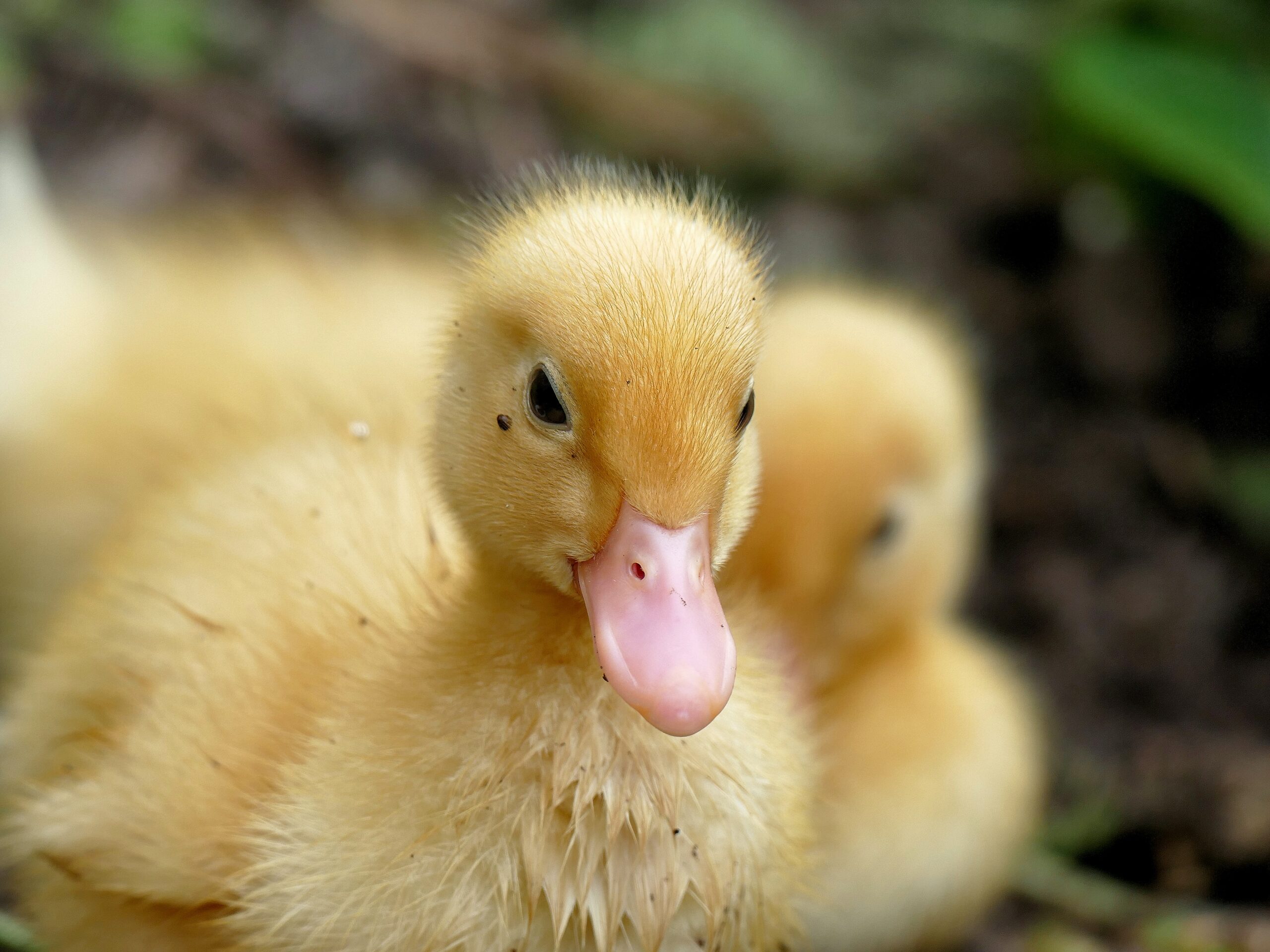 Duck Farming: A Community of Survivors Venture Into Financial Freedom